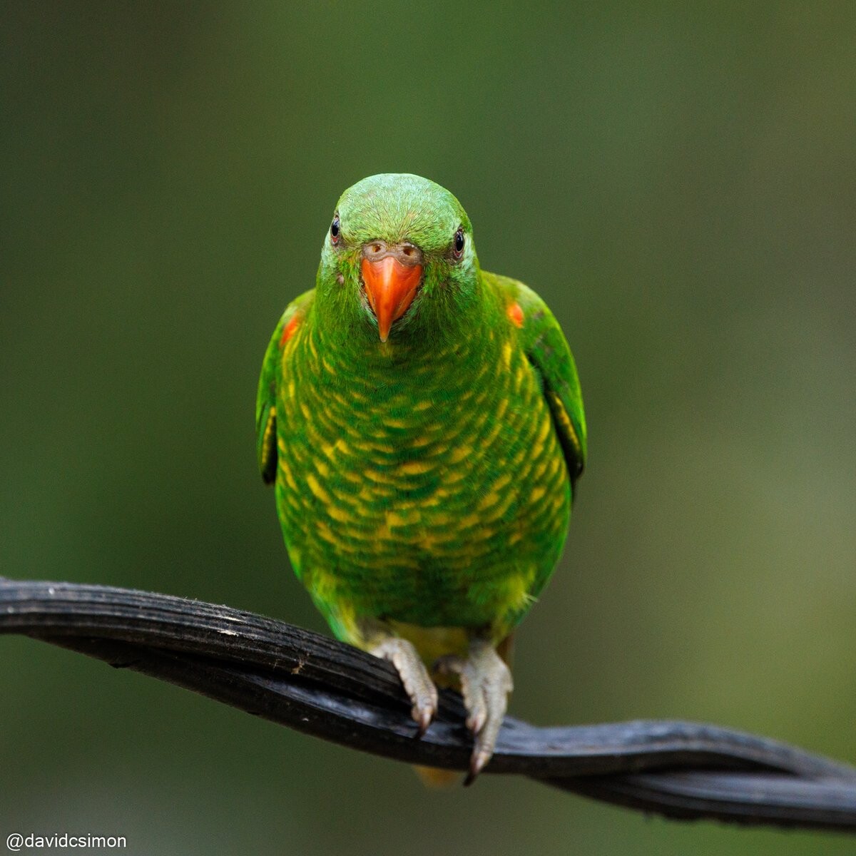 Parrot of the Day (@parrotoftheday@ecoevo.social) - ecoevo.social