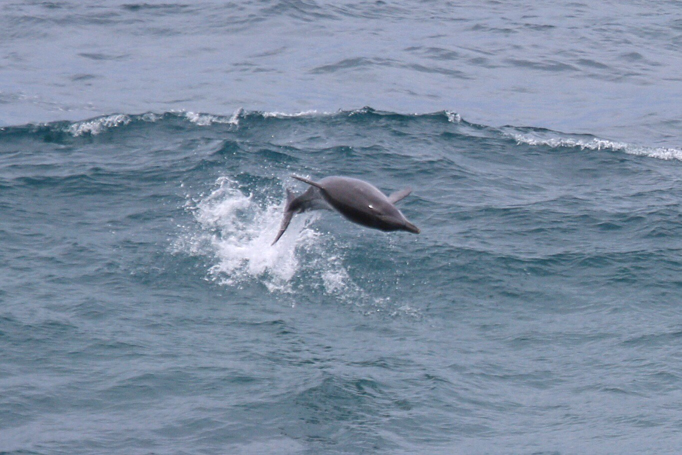 Thoraiya (@ThoraiyaDyer@mastodon.social) - Mastodon